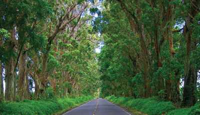 01-Tree_Tunnel-LBC | Hoʻokuleana LLC