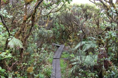 mount-kaala-boardwalk-400 | Hoʻokuleana LLC