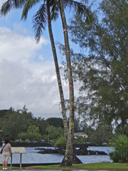 Mokuola-Coconut_Tree-Marking_Height_of_Tsunami-600 | Hoʻokuleana LLC